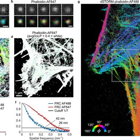 Dstorm Imaging Of Actin In Fixed Hela Cells A Representative Examples Download Scientific