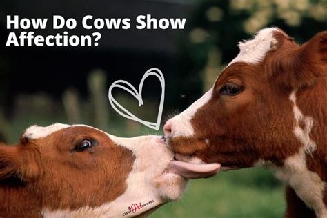 Why Do Cows Chase Each Other At Humberto Watts Blog