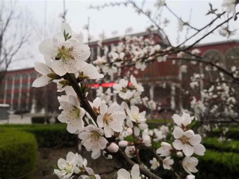 春到栾中花香校园 魅力校园 河北栾城中学