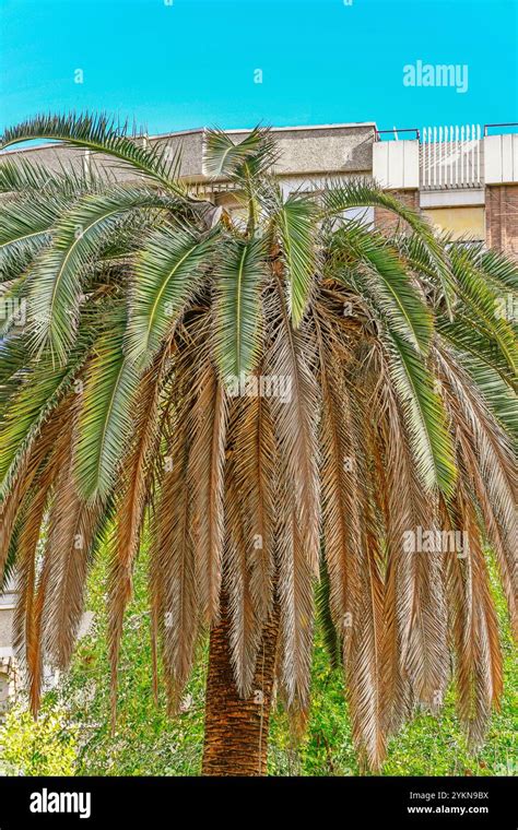 Beautiful Palm Tree Invaded By The Red Weevil Cut Down Without