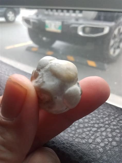 A Fossilized Egg Brain Or Just A Peculiar Rock R Whatsthisrock