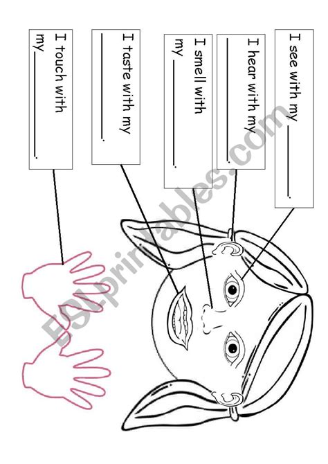 Five Senses Labeling Esl Worksheet By Laurelclark46