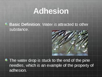Cohesion Adhesion And Surface Tension W Hands On Activity By SciJive