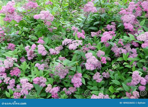 Spiraea Blooming In A Summer Time Pink Flowers Of Spiraea Japonica