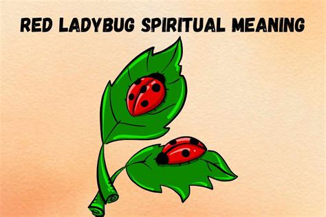 10 Spiritual Meanings Of Red Ladybug And Symbolism What Spiritual