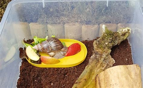 애완달팽이 키우기 백와 금와 등 사육 시 주의사항 네이버 블로그