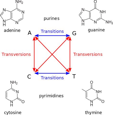 Gene Mutations Repair Mechanisms Of The Human Cell