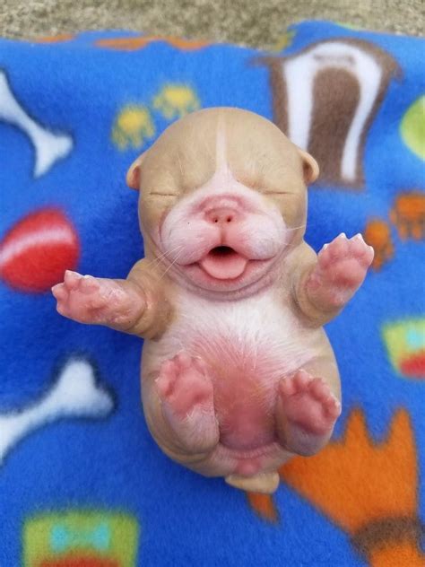 Toys For Newborn Puppies At Rory Love Blog