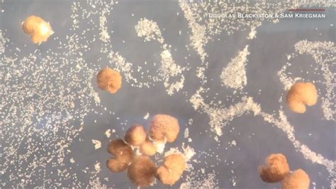 Xenobots The Worlds First Living Robots Can Reproduce Lowyatnet