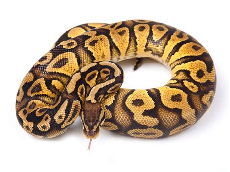 Morph List World Of Ball Pythons