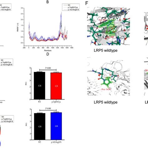 Structure Comparisons Between Wildtype And Two Mutant Lrp5 Proteins In
