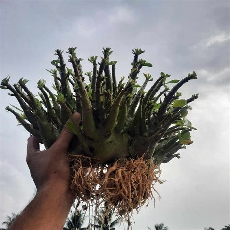 সবুজ ক্যানভাস Sobuj Canvas Khustia
