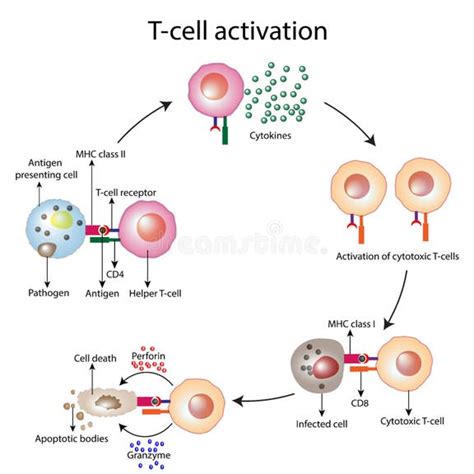Diagrama De Activación De Células T Linfocitos Que Ayudan A Las Células
