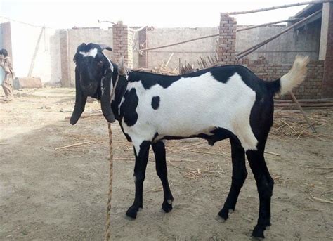 White Bakra