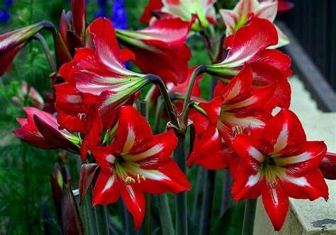 Amarilis – Online cvećara GARDEN SHOP