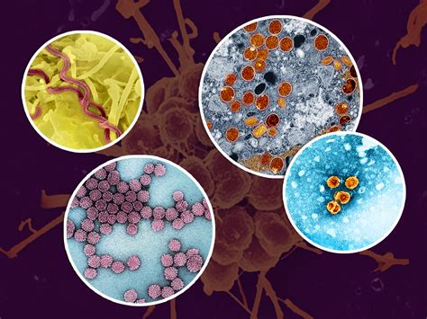 National Institute Of Allergy And Infectious Diseases Niaid