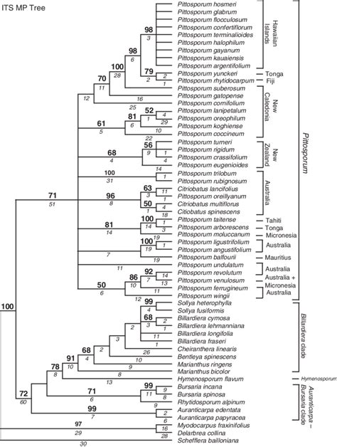 Strict Consensus Of 384 Most Parsimonious Mp Trees Representing All