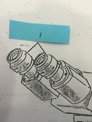 Lab Practical Flashcards Quizlet