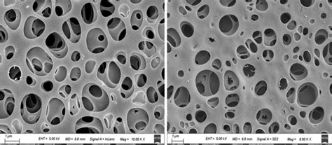 Structure And Morphology Of Pam After Adding The γ Al2o3 Catalyst Download Scientific Diagram