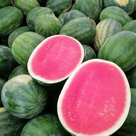 Jual BENIH BIJI SEMANGKA MERAH SUPER NON BIJI Shopee Indonesia