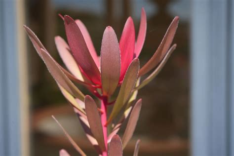 Leucadendron Safari Sunset Burgundy Foliage Protea Plant Bonte Farm