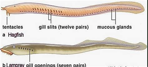 Phylum Porifera Characteristic Classification And Examples