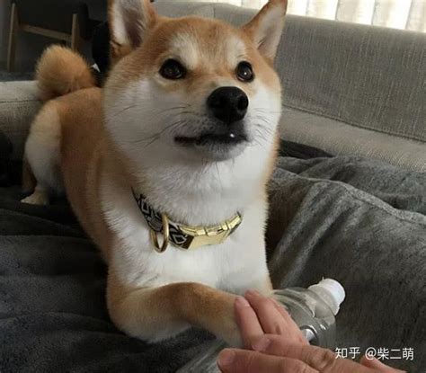 你真的了解柴犬吗 知乎