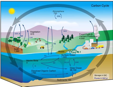Diagram Of Chapter 1 1 Nutrient Cycle Quizlet Diagram Of Chapter 1 1 Nutrient Cycle Quizlet