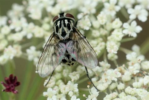 Graphomya Maculata 21 Vii 2017 El Gritche Flickr