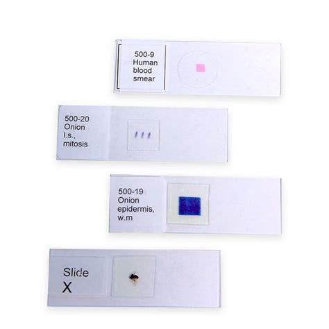 United Scientific Paramecium Prepared Slides Wm Set Of 15