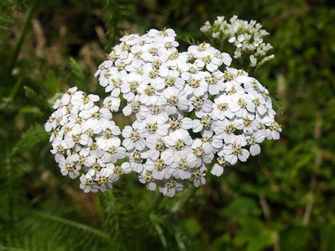 Yarrow Identification Achillea Millefolium Off Grid Living Hacks