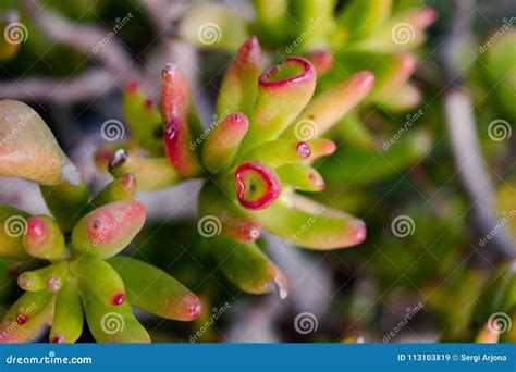 Cactus With A Red Tip Stock Image Image Of Firecracker 113103819