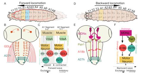 Biology Special Issue Information Processing In Neuronal Circuits And Systems
