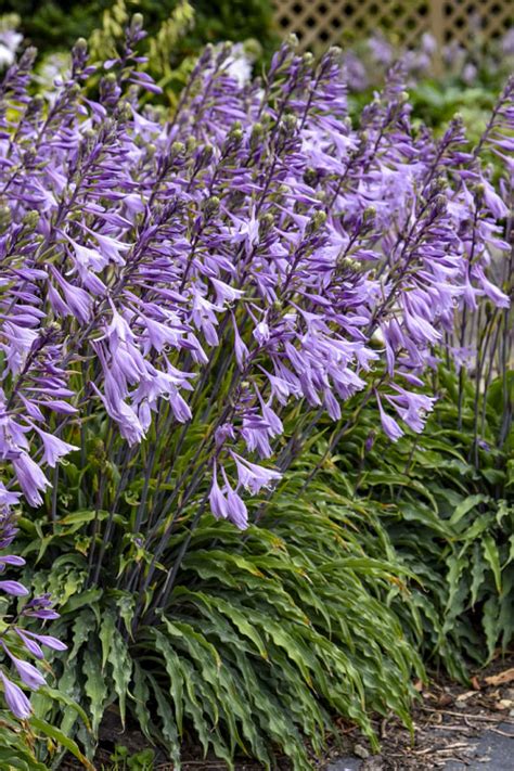 Buy Silly String Hosta Lily Free Shipping Wilson Bros Gardens 1