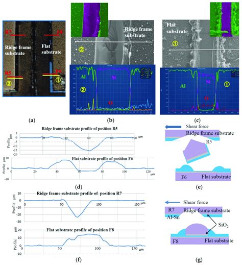 Results Of Edx Sem And Surface Profile Measurements Of Download Scientific Diagram