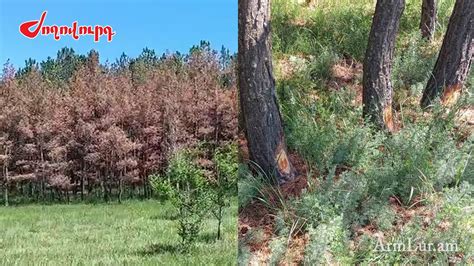 Ինչու են անտառային հատվածում սոճիները չորացել․ բնապահպանական աղետ Youtube