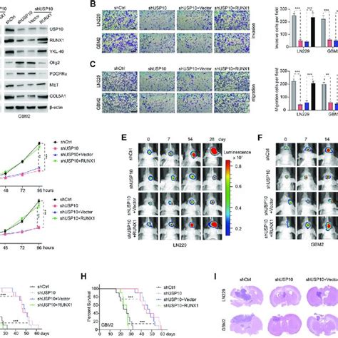 Overexpression Of Runx1 Reversed The Inhibitory Effect Of Usp10