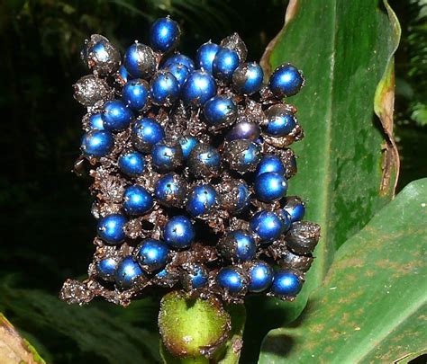 Structural Colour In Nature Bio Inspired Photonics