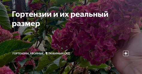 Гортензии и их реальный размер Гортензии хвойные 🌷любимый сад Дзен