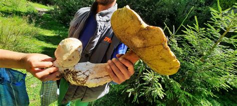 Hrib Legendary Quality R Romania