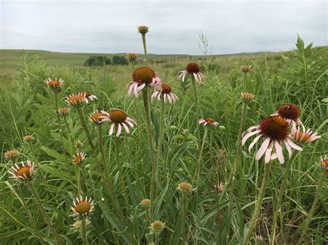 Grassland Plants Pictures