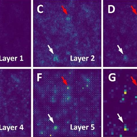 Layered Resnet18 Activation Of Complex Tissue Patterns A Input Image
