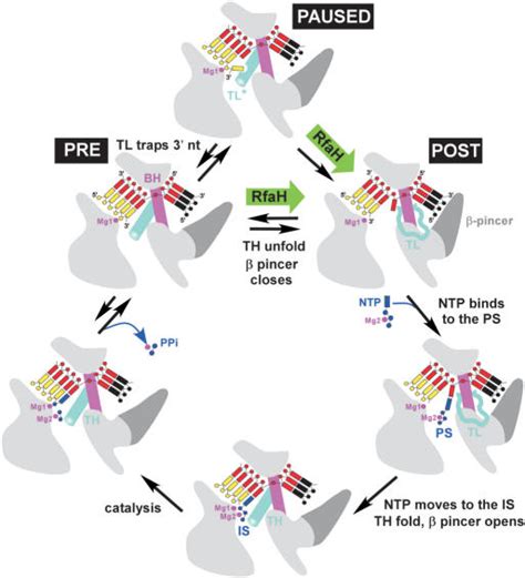 The Nucleotide Addition Cycle 34 The Tec Elements Shown Are As Download Scientific Diagram