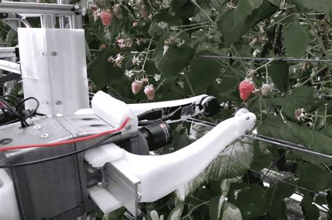 Robocrop Raspberry Picker Robot Set Boot More Workers