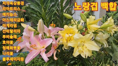 122회 옥상에 아름다운 나리꽃 에린지움 마타피아 도라지꽃 사파이어블루세이지등 많이 피였어요 보시고 힐링하세요 Youtube
