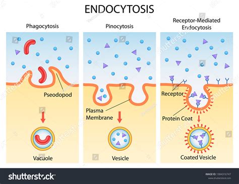 Pinocytosis