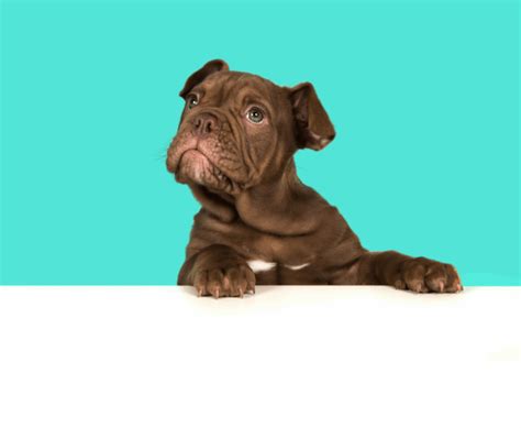 Understanding Rabies Early Detection Treatment And Transmission To