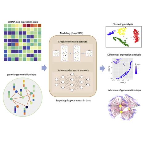 Imputing Single Cell Rna Seq Data By Combining Graph Convolution And Autoencoder Neural Networks