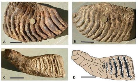Photographs Of Lm 3 Of E Namadicus Showing A Buccal Surface B