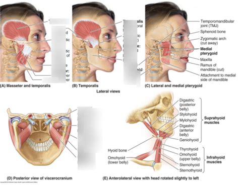 Diagram Of Sequence 3 Picture 1 Quizlet